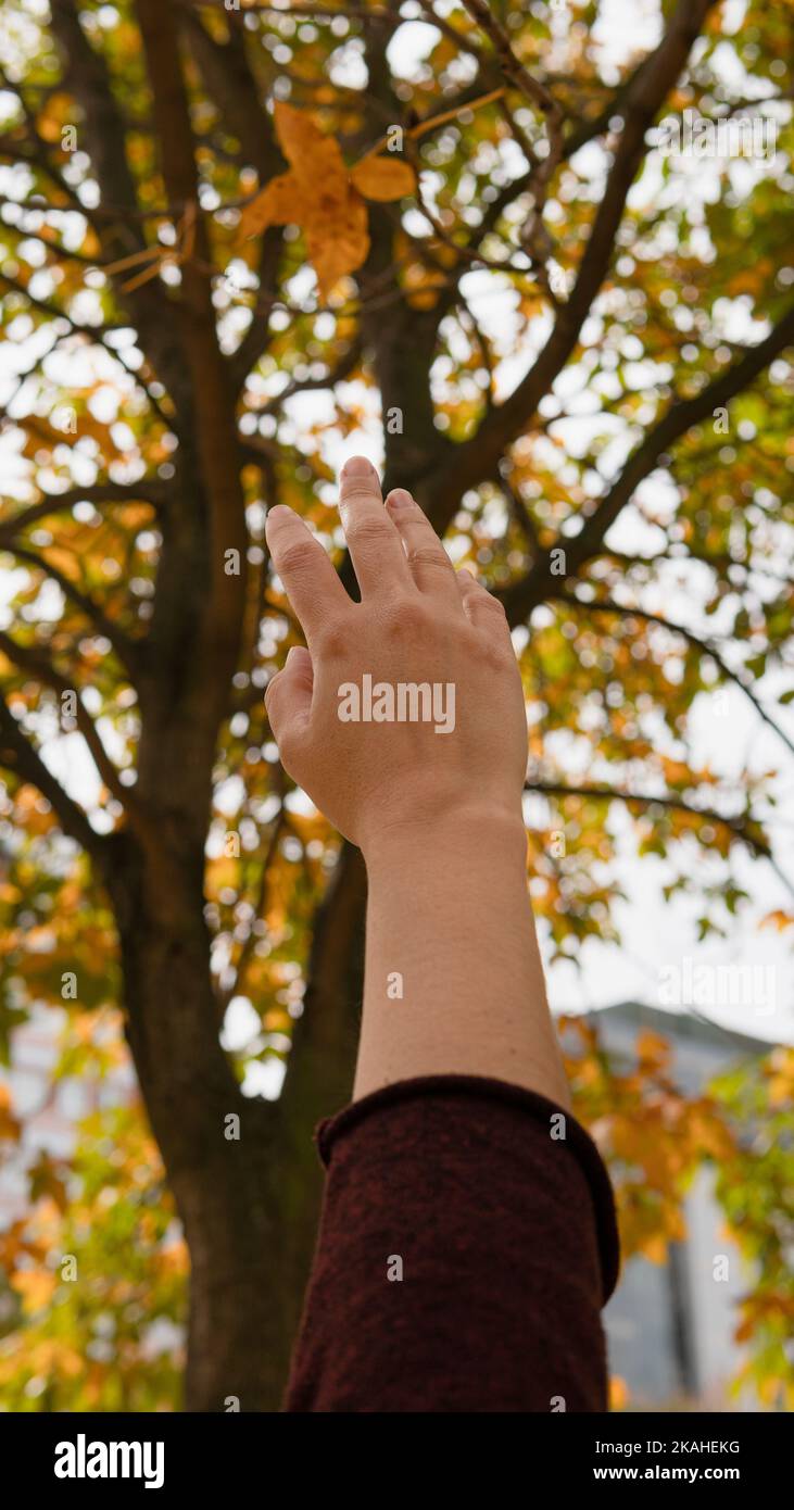 Close-up of a person's hand throwing autumn leaves in the air, Leon ...