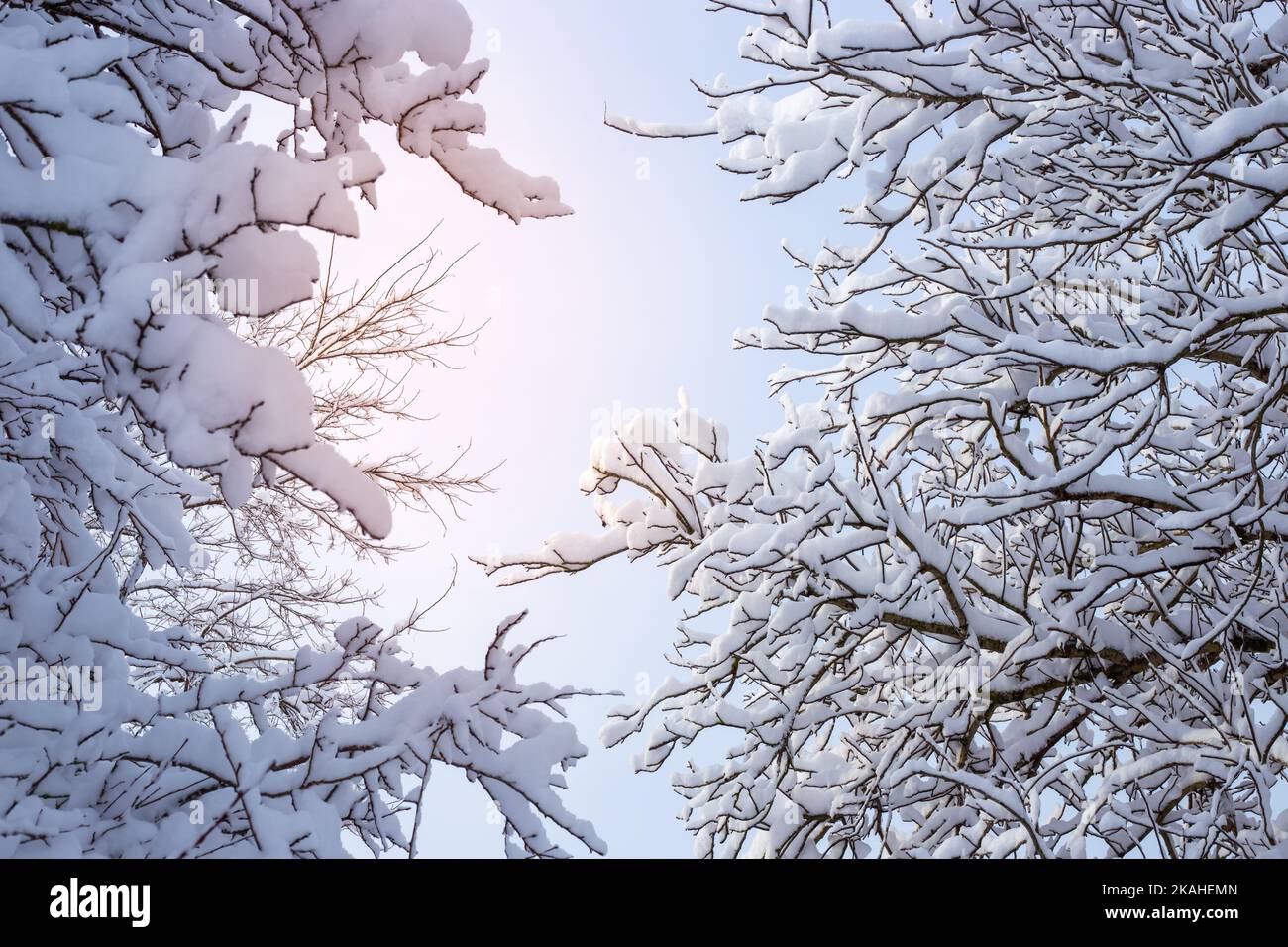 Tree branches covered in snow against a blue sky. Winter snowy background Stock Photo - Alamy