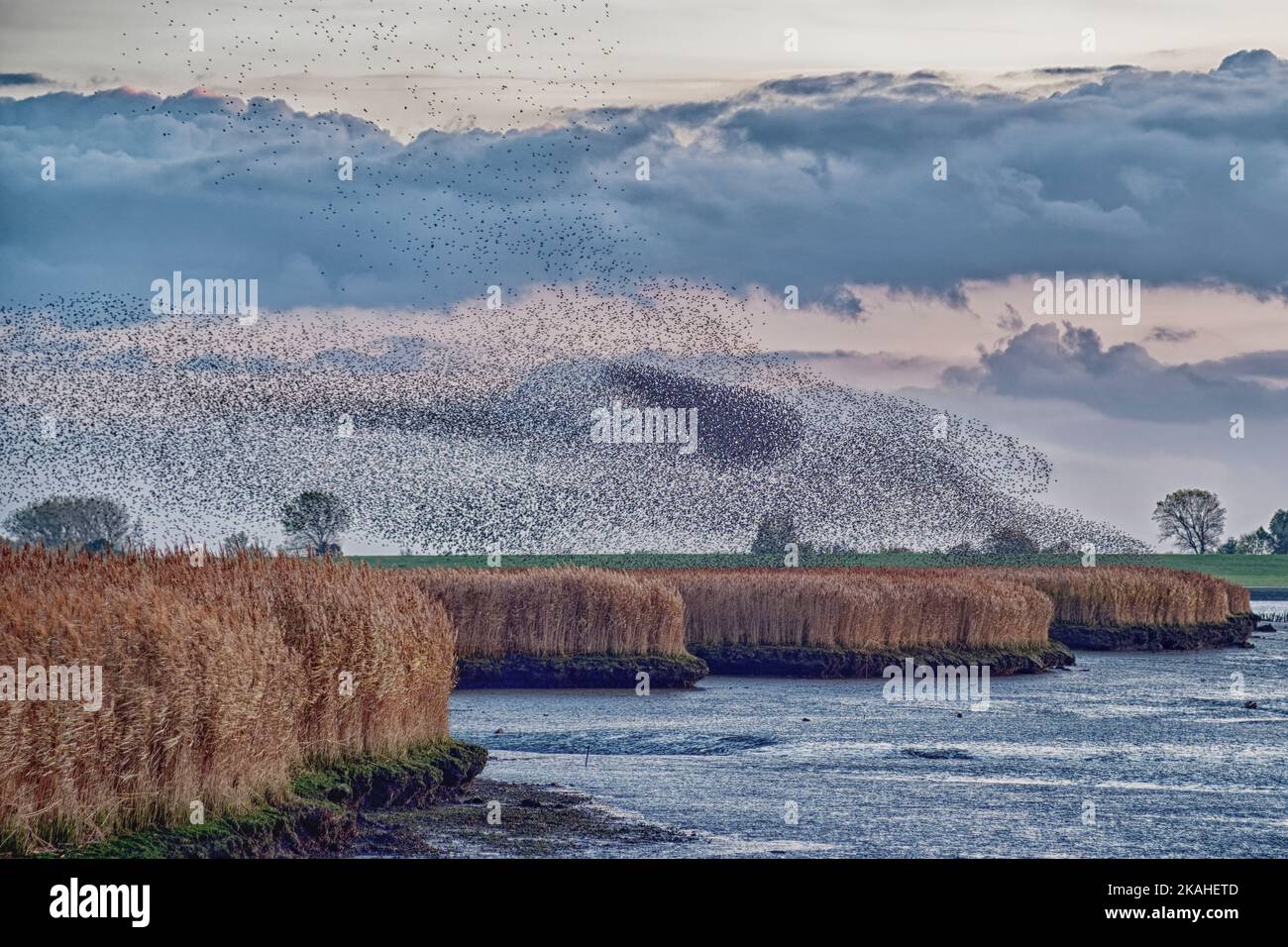 Murmuration of a flock of starlings over reed belt on River Ems, Petkum ...