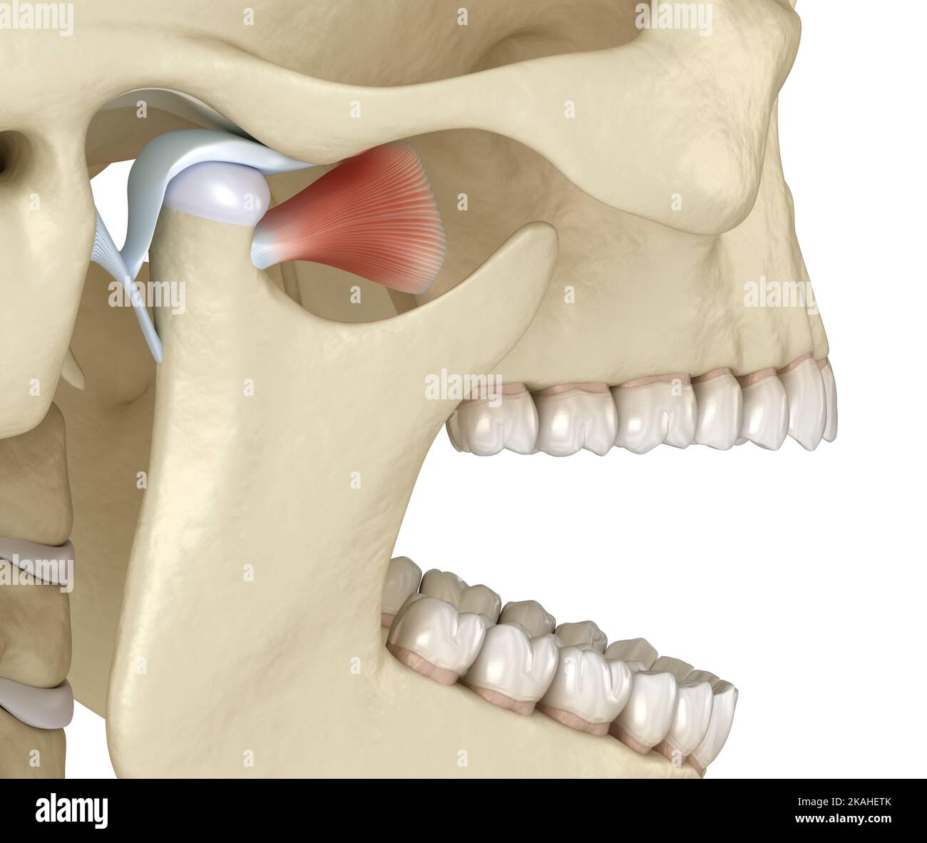 Tmj The Temporomandibular Joints Healthy Occlusion Anatomy Medically