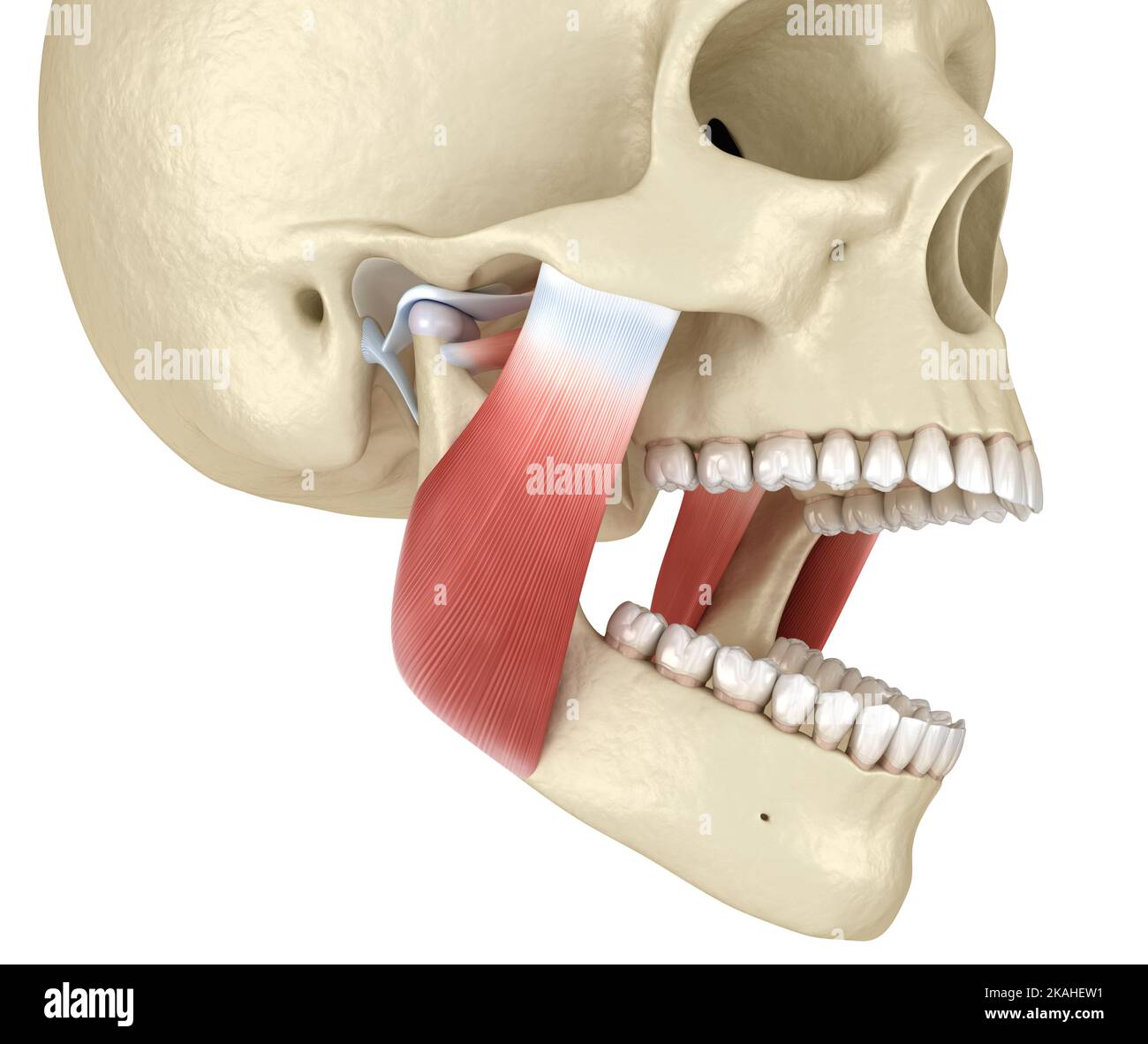 Tmj The Temporomandibular Joints And Muscles Medically Accurate 3d