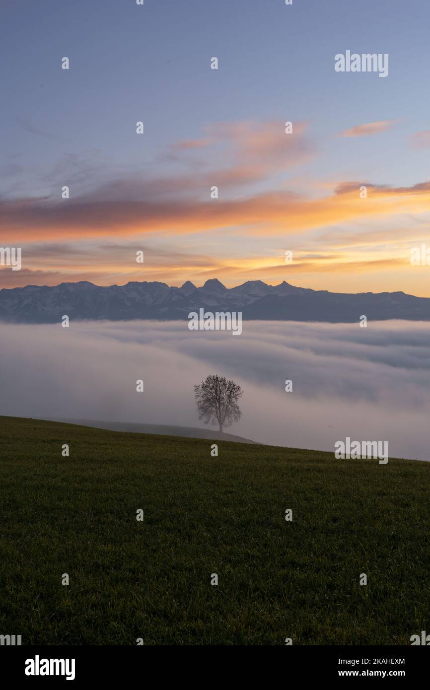 Spring Mist, trees are wet, damp fog of forest Stock Photo - Alamy