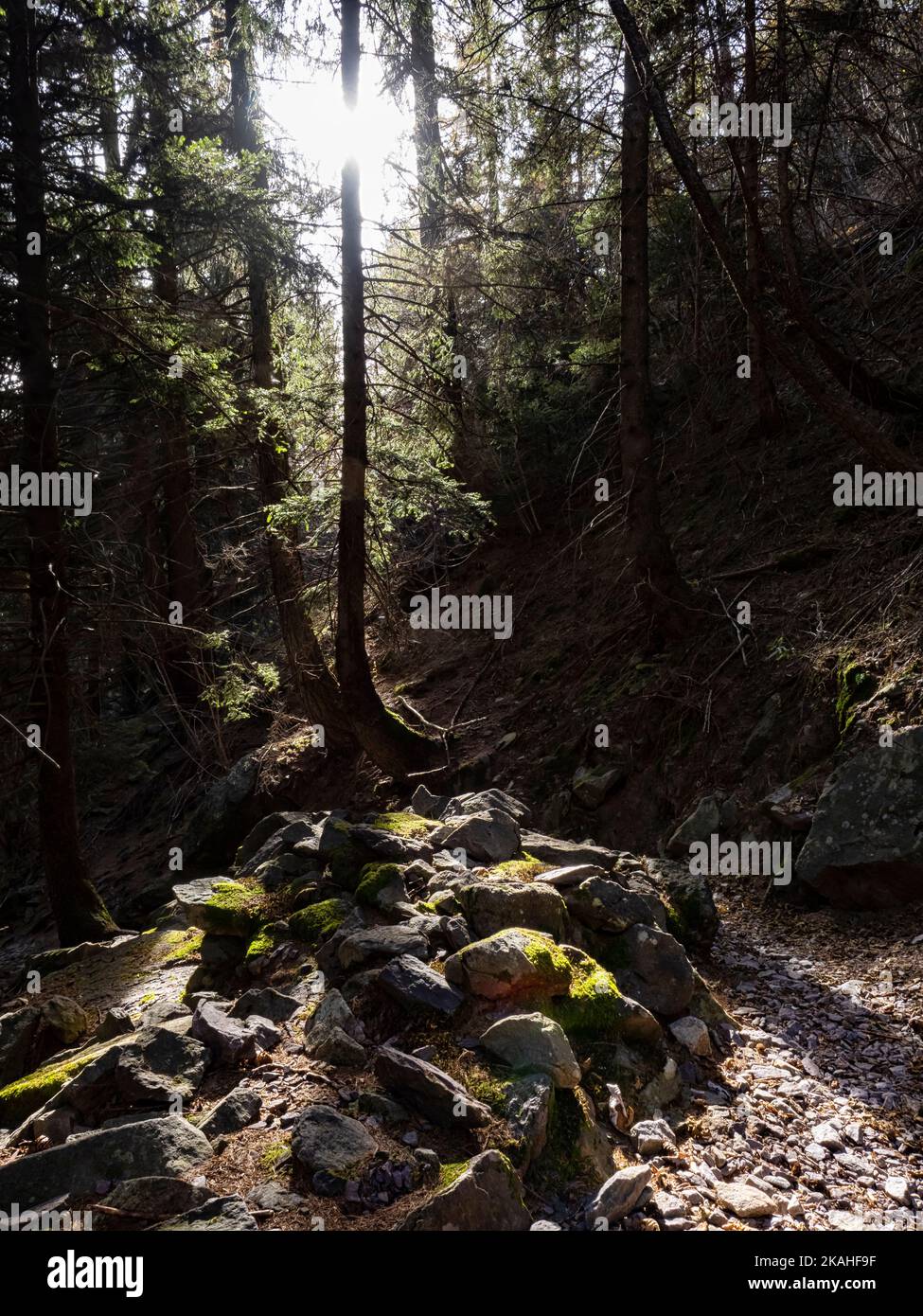 Landscape of a forest in the alps Stock Photo - Alamy