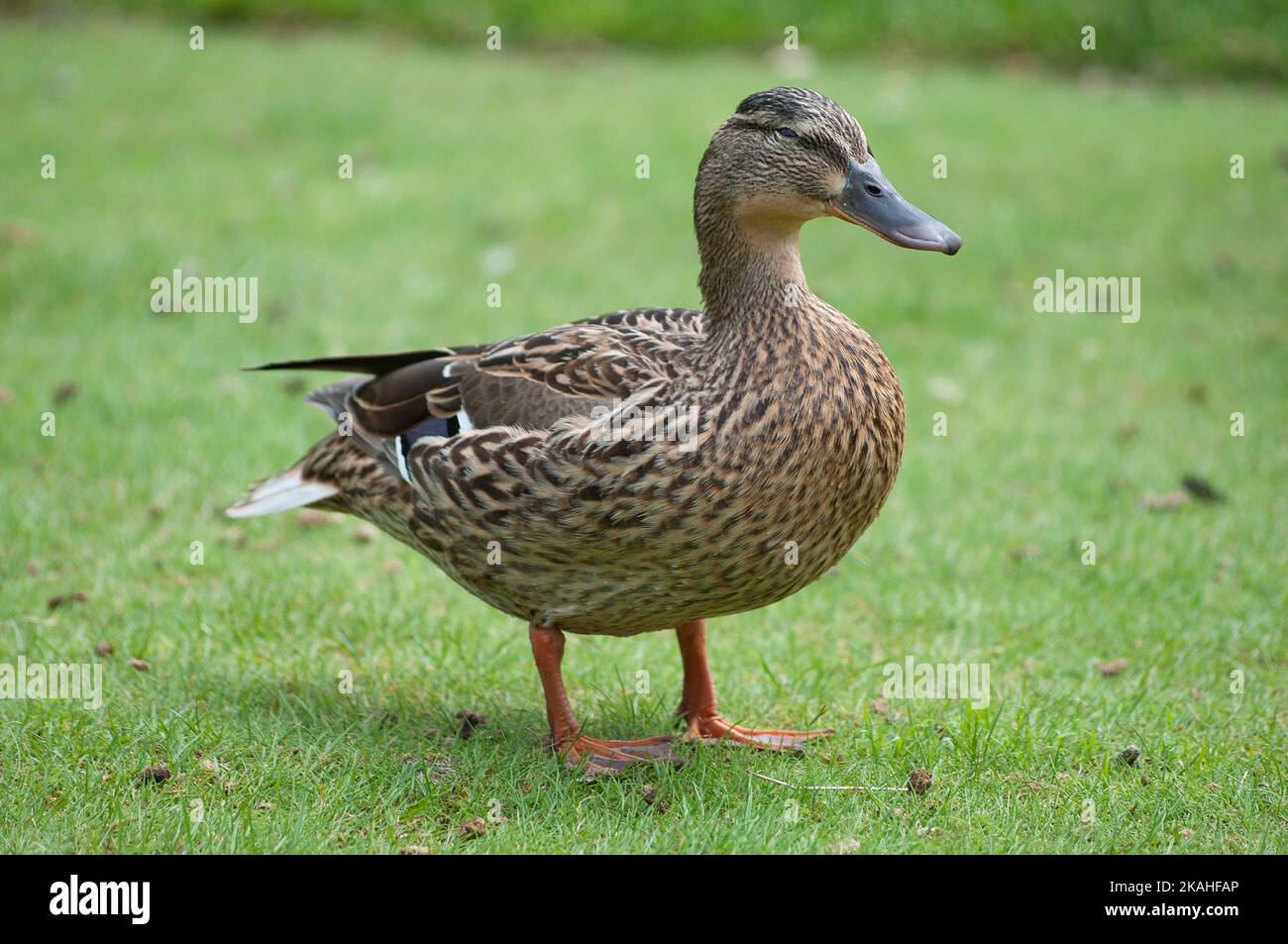 Female Mallard Duck Stock Photo - Alamy