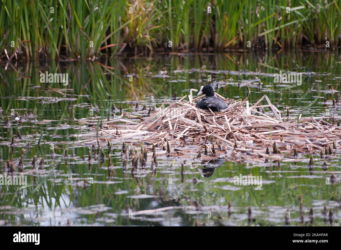 Common coot on nest uk hi-res stock photography and images - Alamy