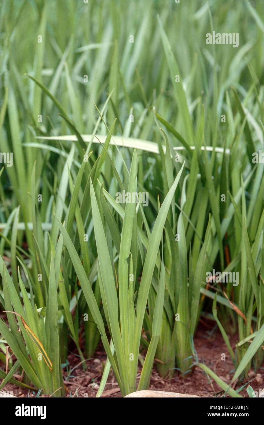 Vekhand hi-res stock photography and images - Alamy