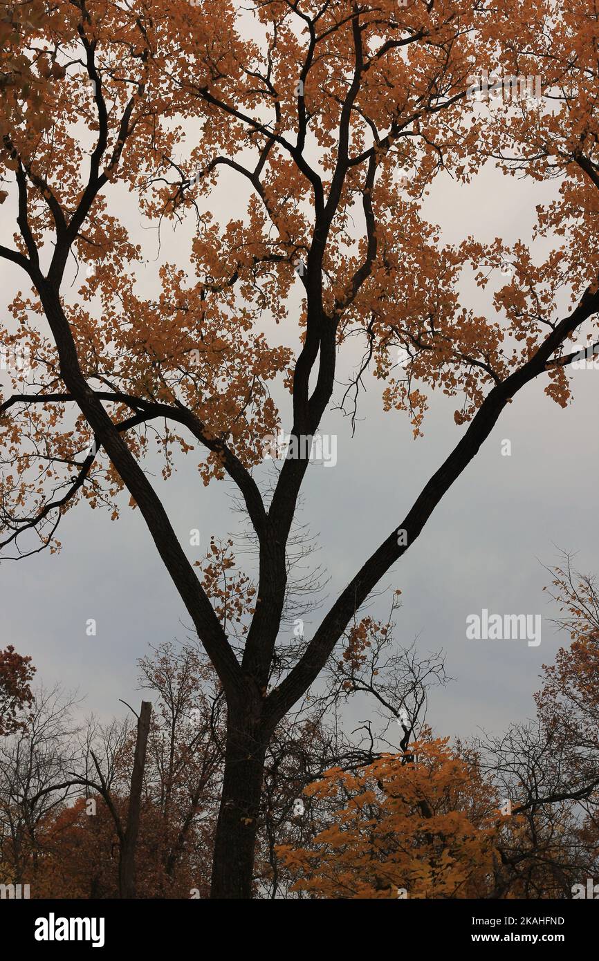 A tall oak tree standing in the fields on a misty morning Stock Photo ...