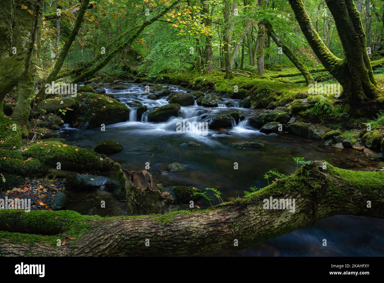 Afon Ysgethin river with white water flowing through a green mossy wood ...