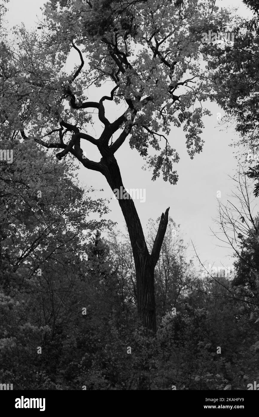 A tall oak tree standing in the fields on a misty morning in a black ...