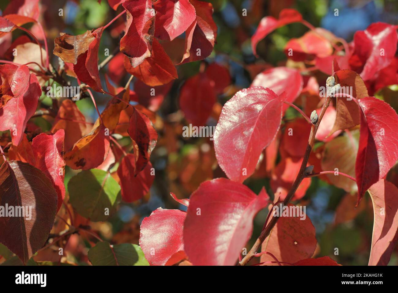 Bright red burning bush autumn leaves bursting with color Stock Photo ...