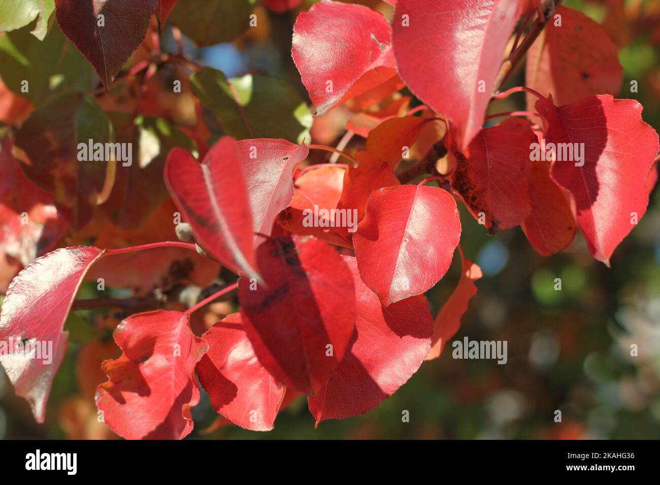 Bright red burning bush autumn leaves bursting with color Stock Photo ...