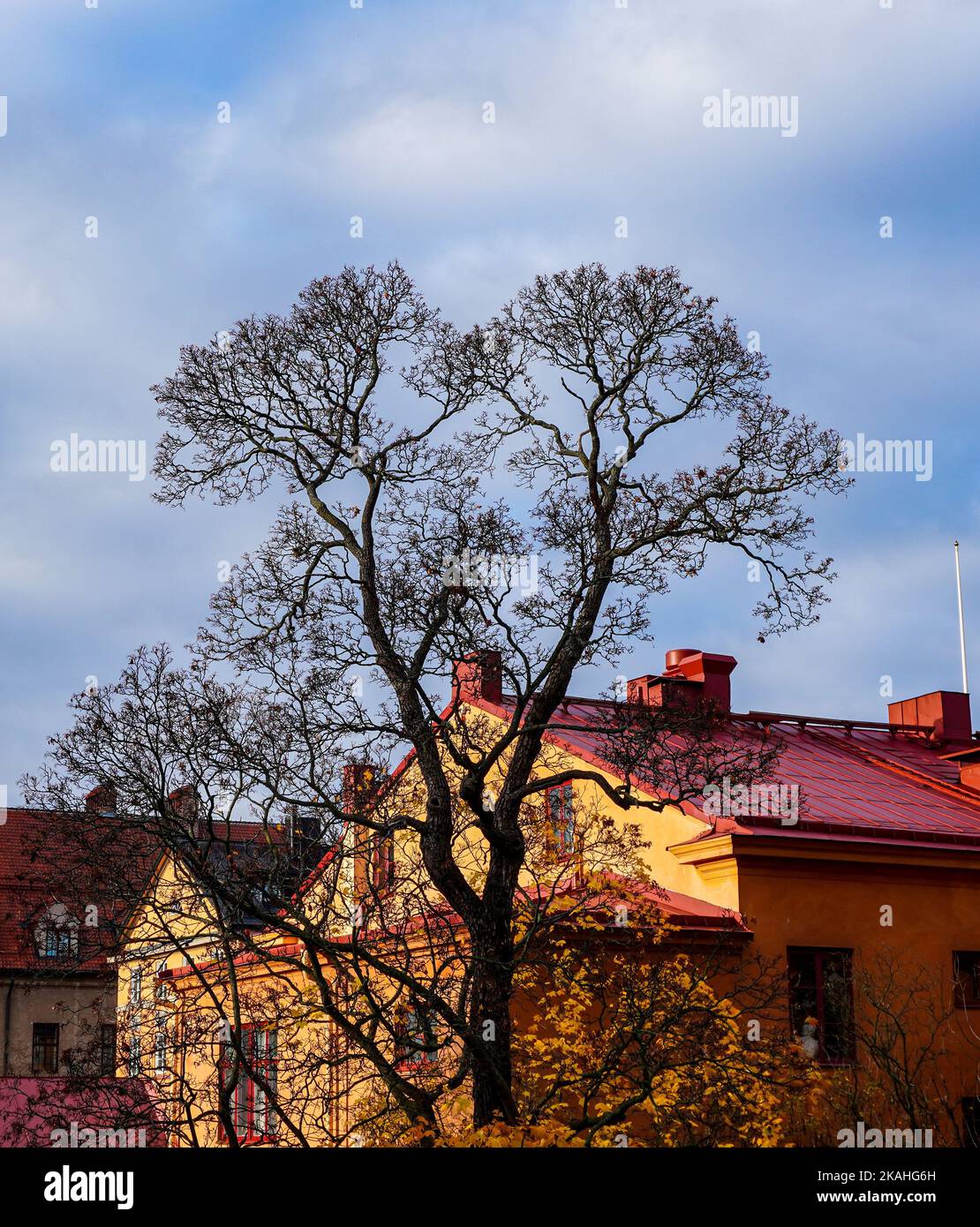 Low angle view of tree and building against sky Stock Photo - Alamy