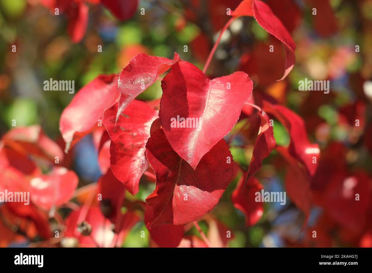 Bright red burning bush autumn leaves bursting with color Stock Photo ...