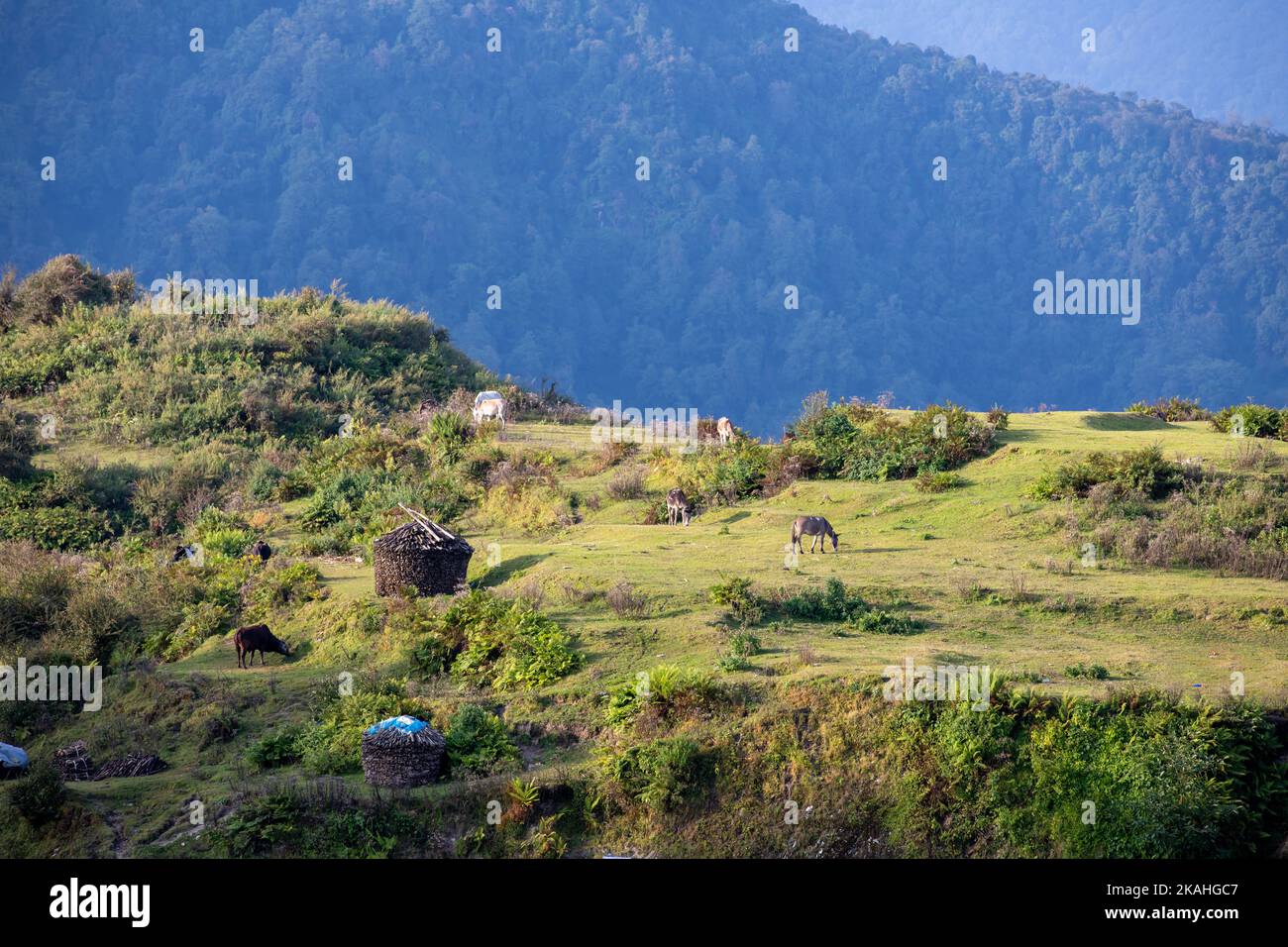 Beautiful Ghale Gau and Bhujung village of Nepal Stock Photo - Alamy