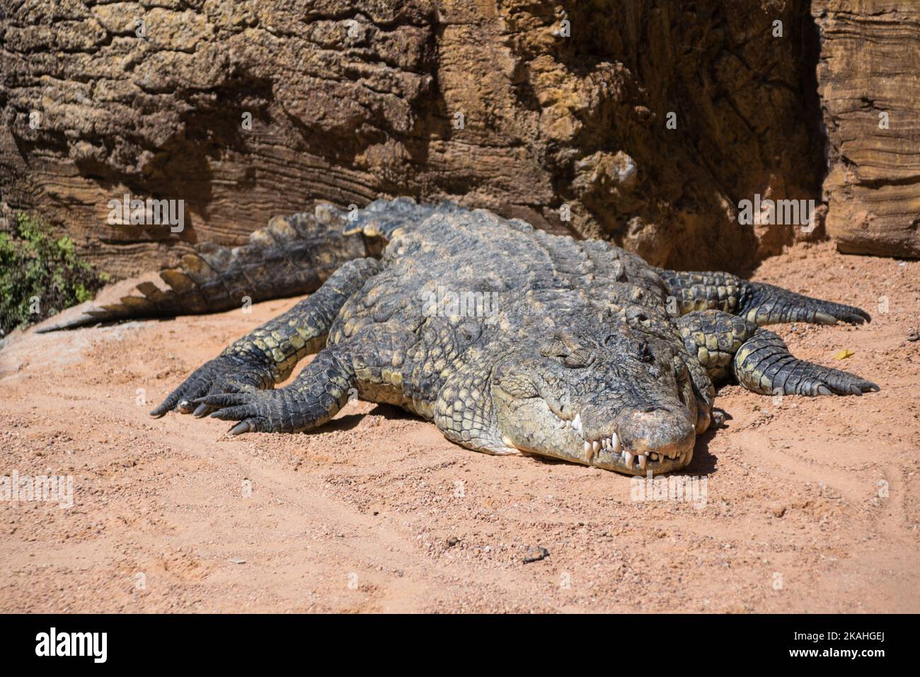 Nile crocodile lying basking in the sun Stock Photo - Alamy