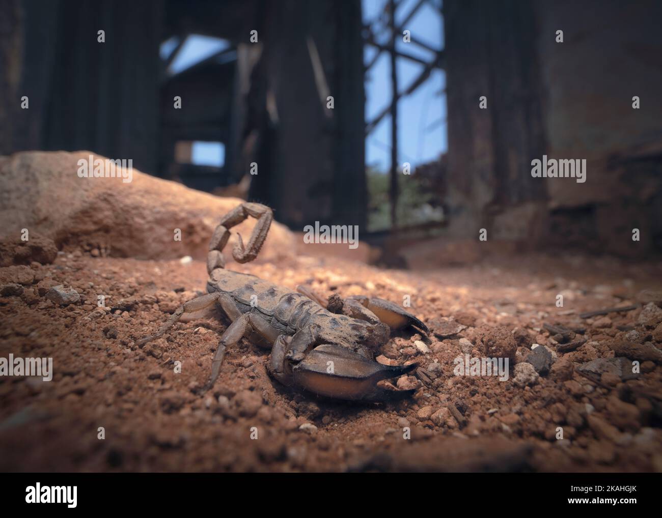 Close-up of a scorpion in front of an abandoned building in the outback ...