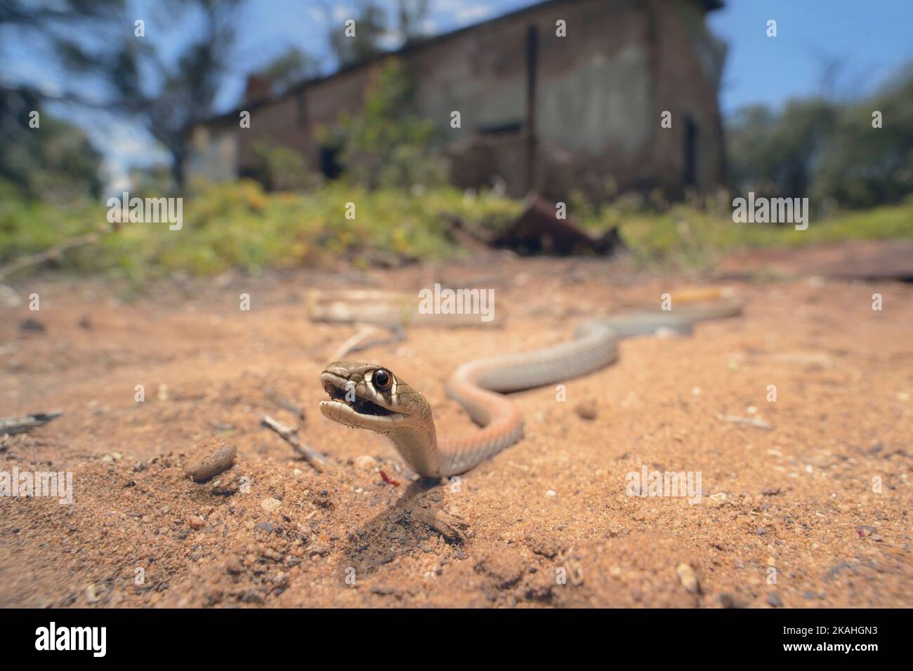 Yellow faced whipsnake hi-res stock photography and images - Alamy