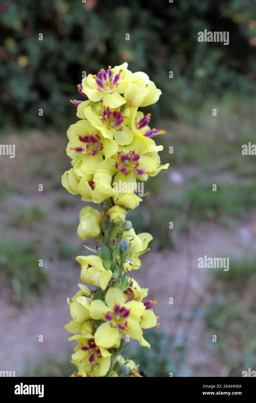 Great Mullein ( Verbascum thapsus ) Wildflower, UK Stock Photo - Alamy