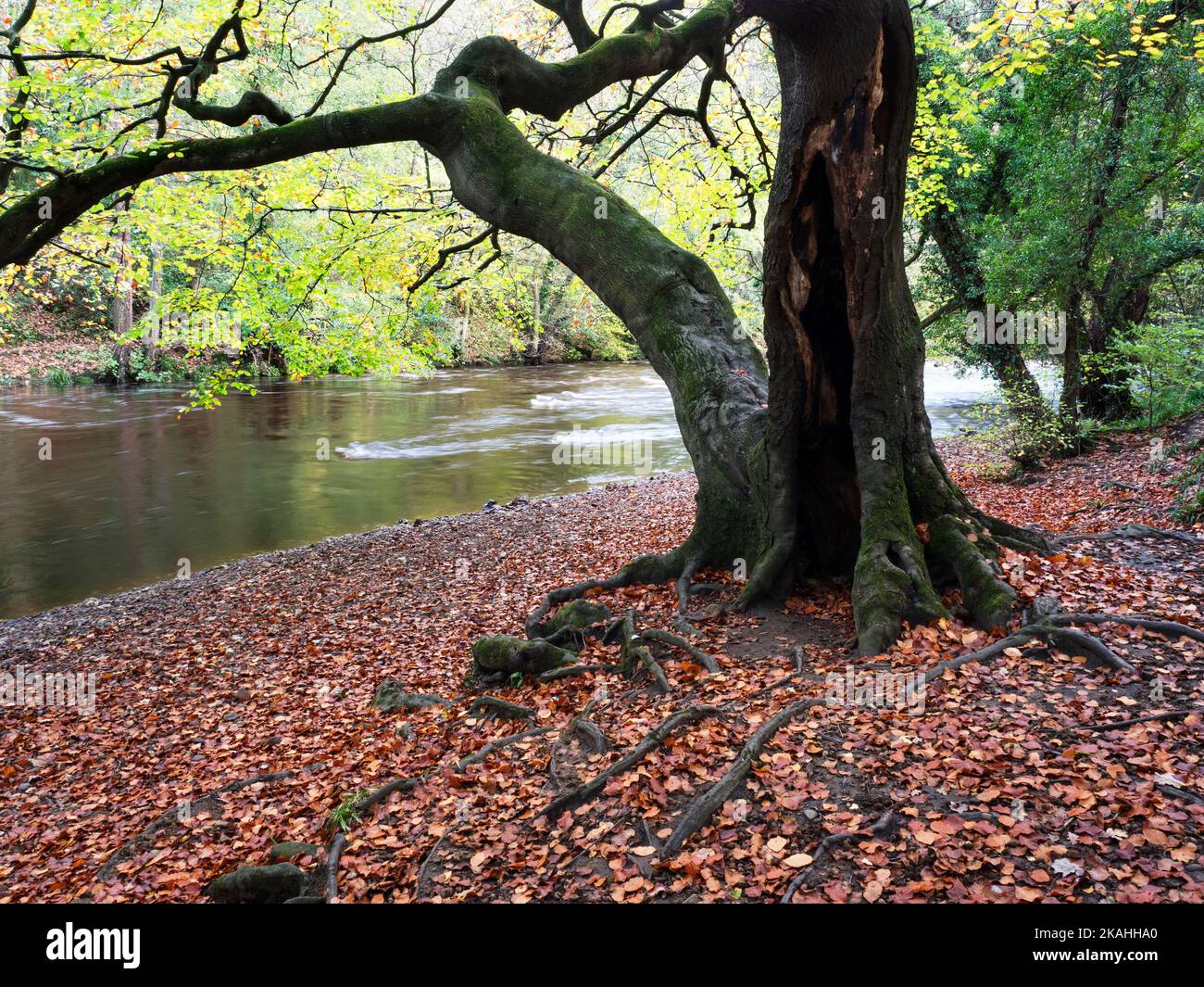 Autumn beech tree by the River Nidd in Nidd Gorge Woods Knaresborough ...