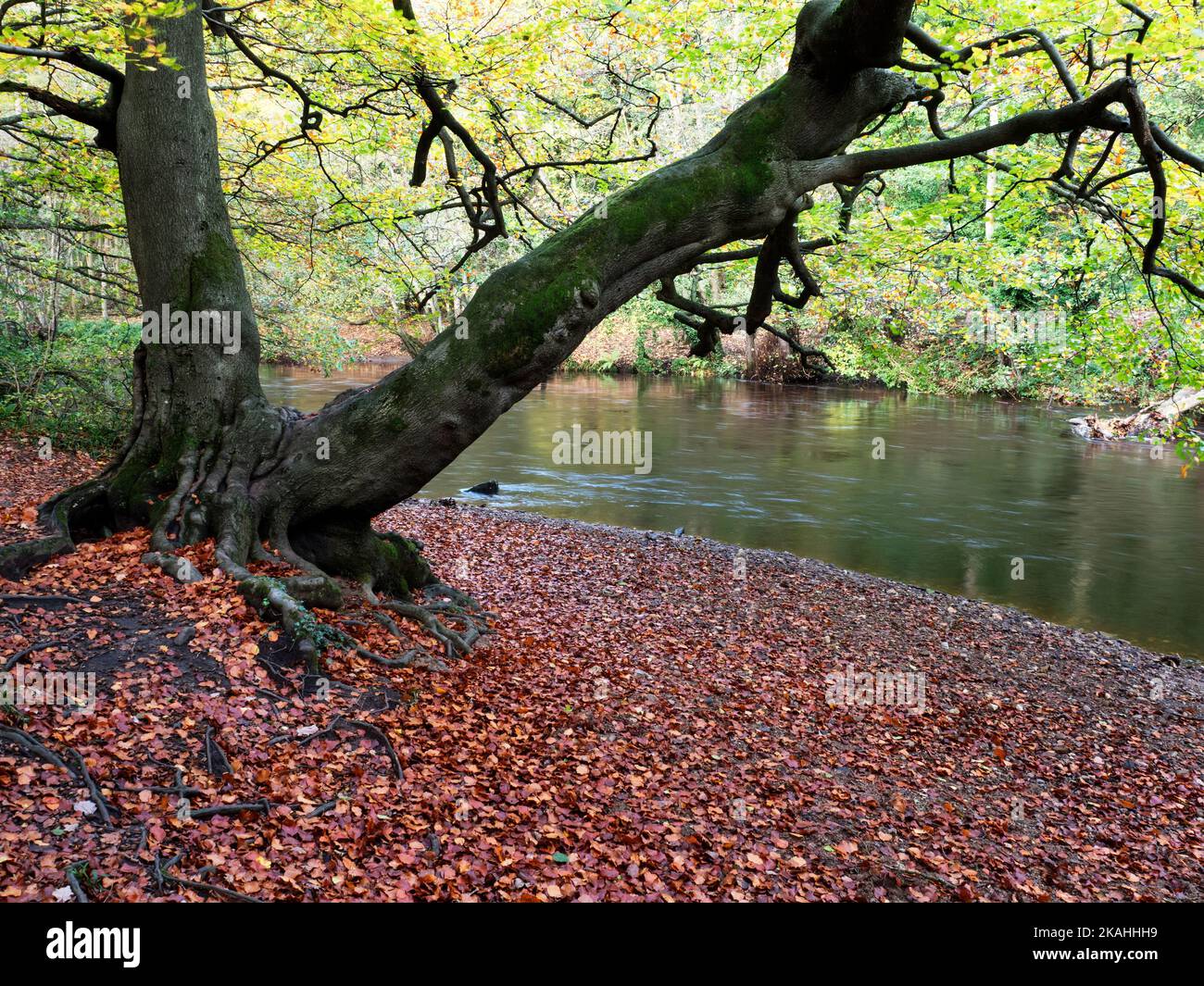 Autumn beech tree by the River Nidd in Nidd Gorge Woods Knaresborough ...