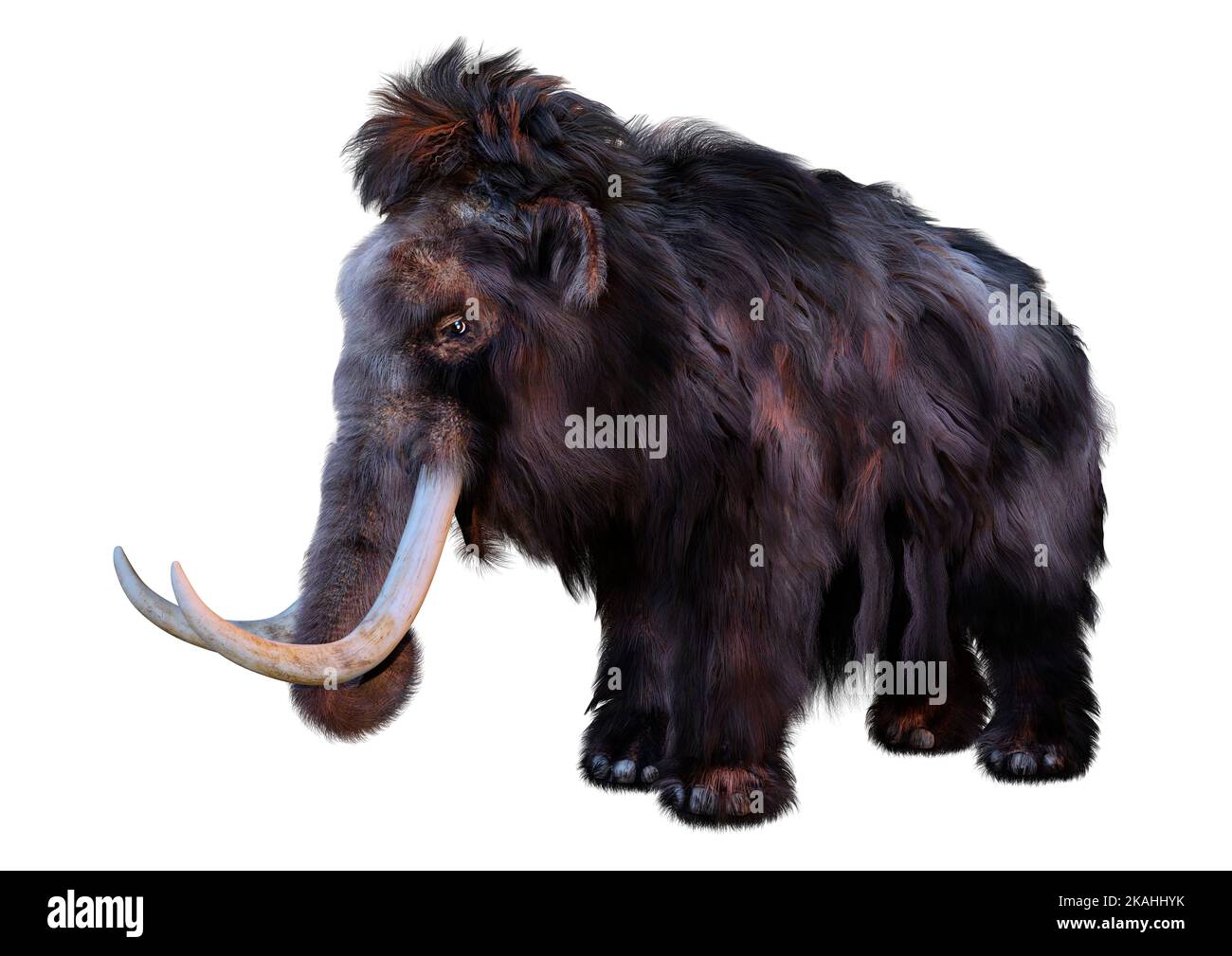 3D rendering of a woolly mammoth isolated on white background Stock ...