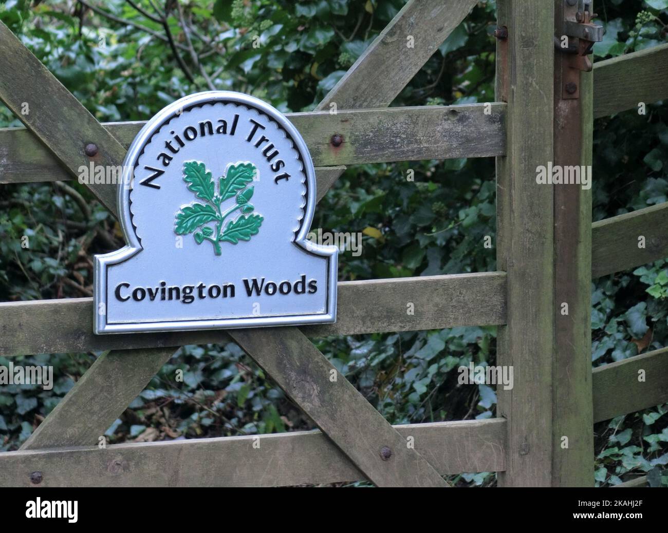 Covington woods cornwall hi-res stock photography and images - Alamy