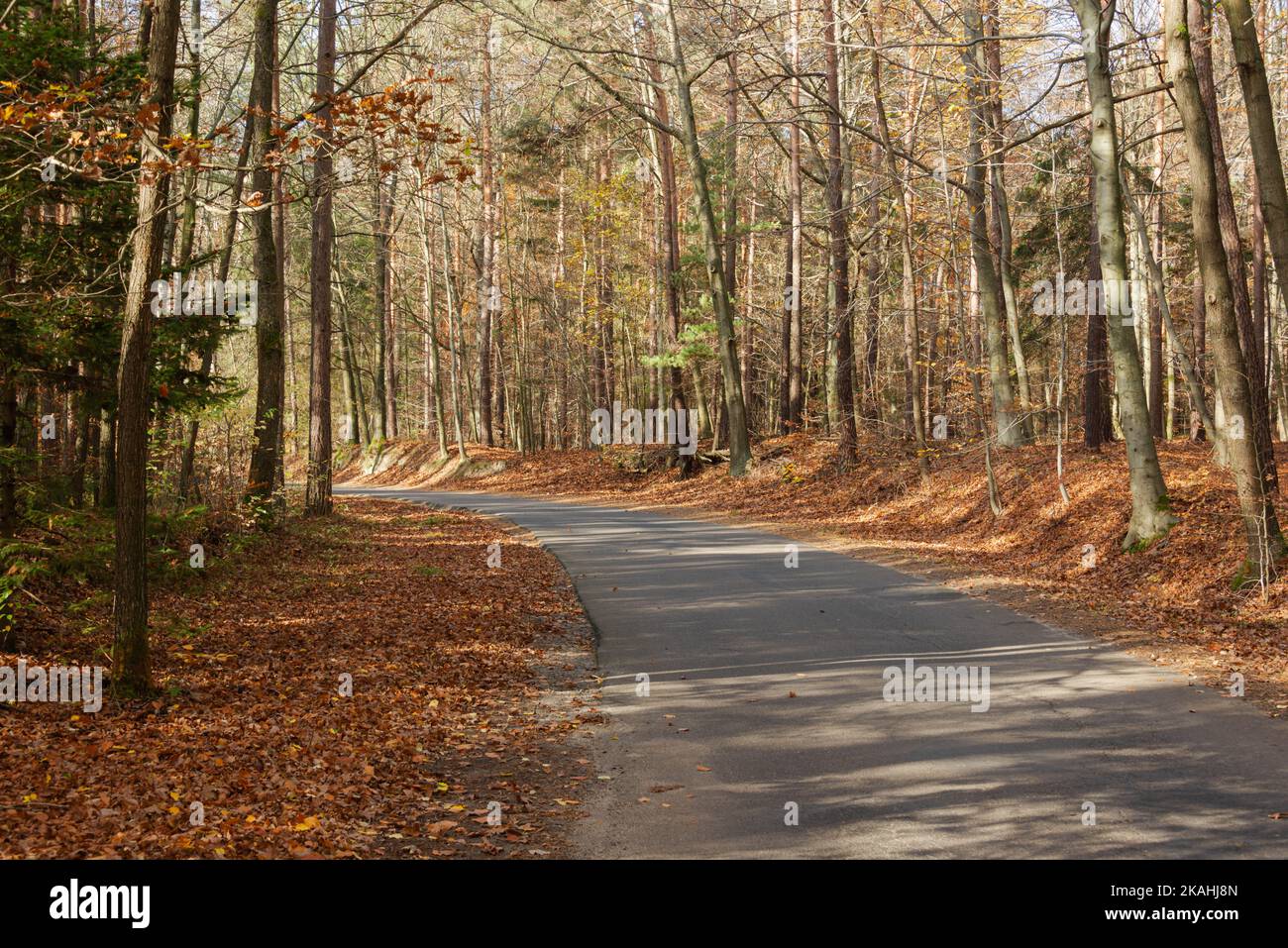 Roadside beech trees hi-res stock photography and images - Alamy