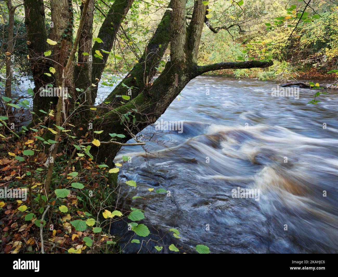 Autumn tree by the River Nidd in Nidd Gorge Woods Knaresborough North ...