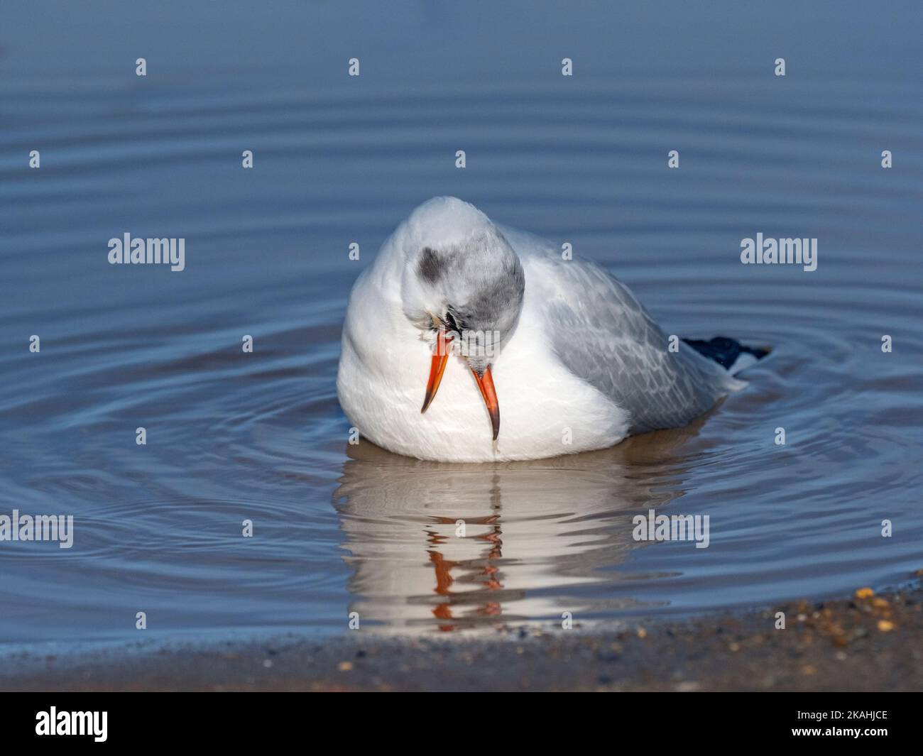 Water for insects hi-res stock photography and images - Alamy