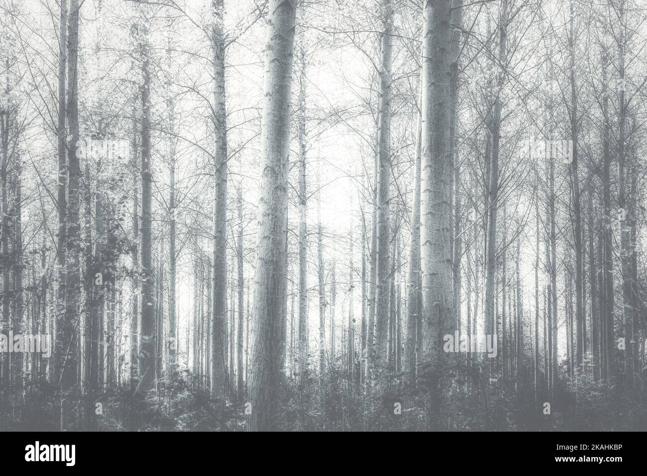Autumnal trees in the Gypsy Lane Wood, East Hanney Oxfordshire Stock ...
