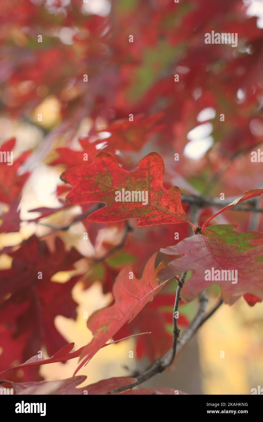 Typical common oak tree leaves growing on the trees Stock Photo - Alamy