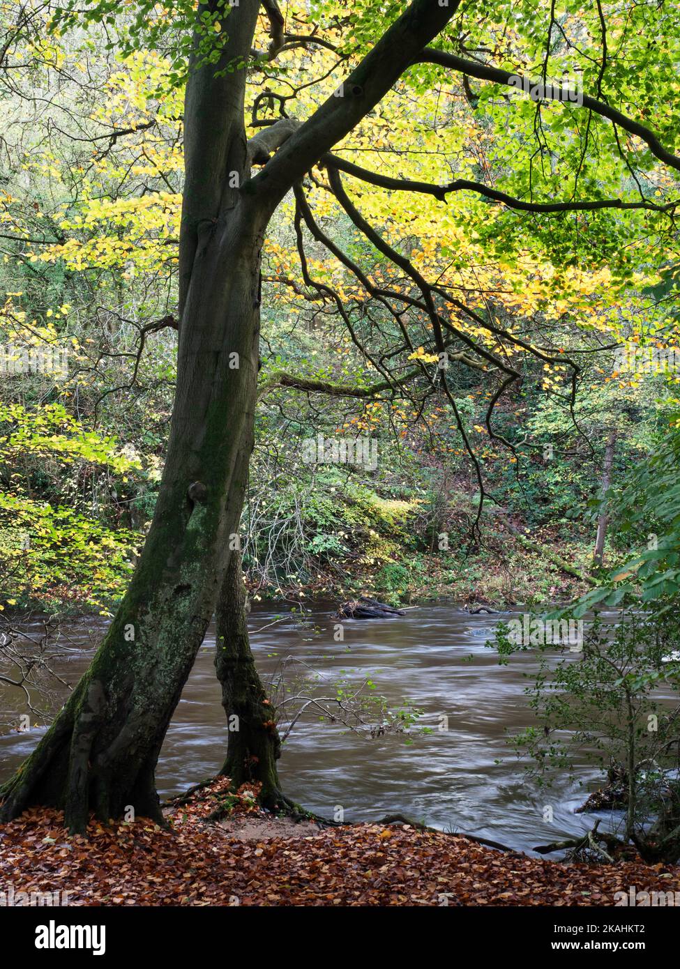 Autumn tree by the River Nidd in Nidd Gorge Woods Knaresborough North ...