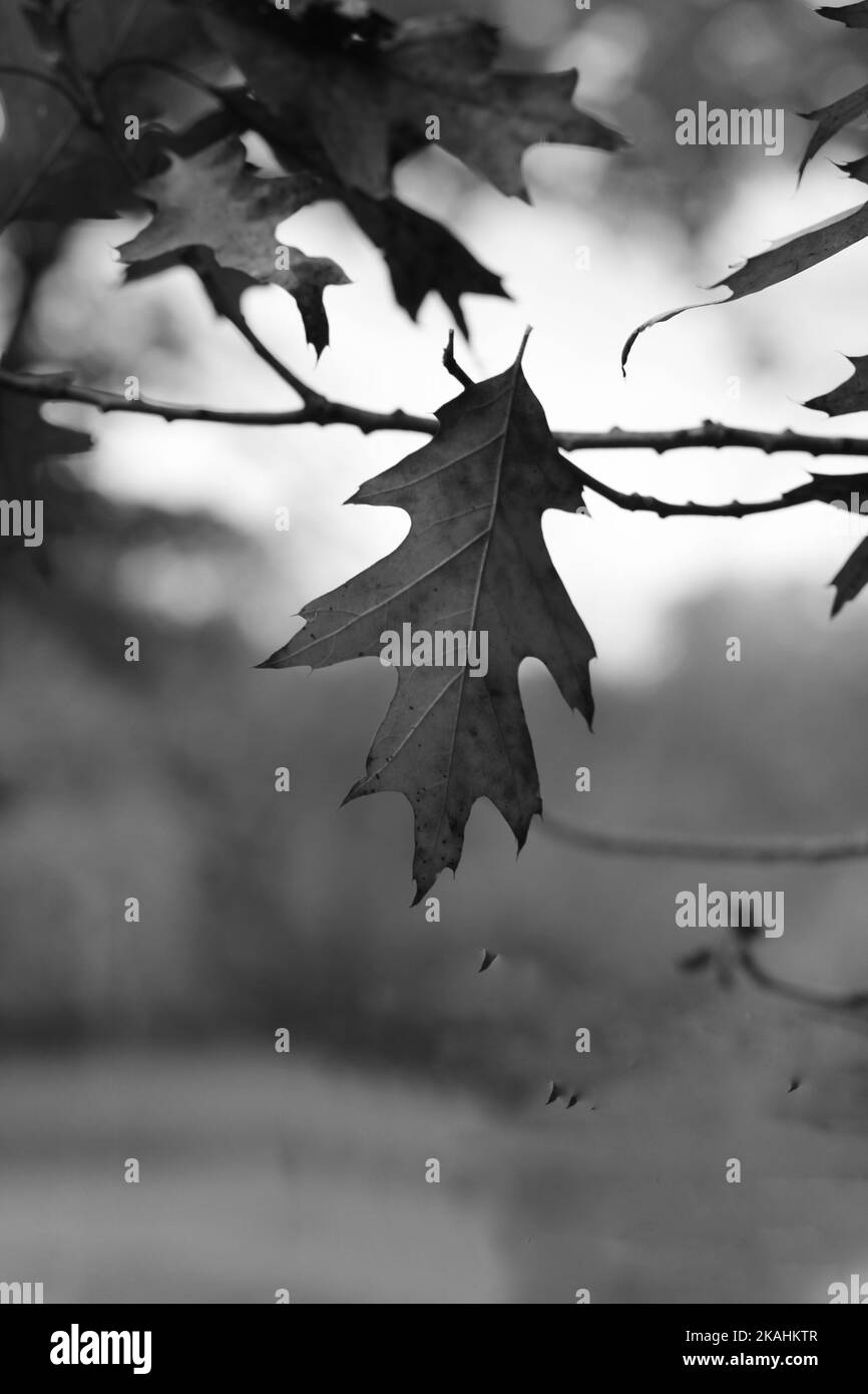 Typical common oak tree leaves growing on the trees in a black and ...
