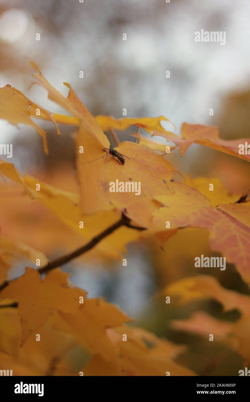 Traditional typical maple tree leaves bursting with the autumn colors ...
