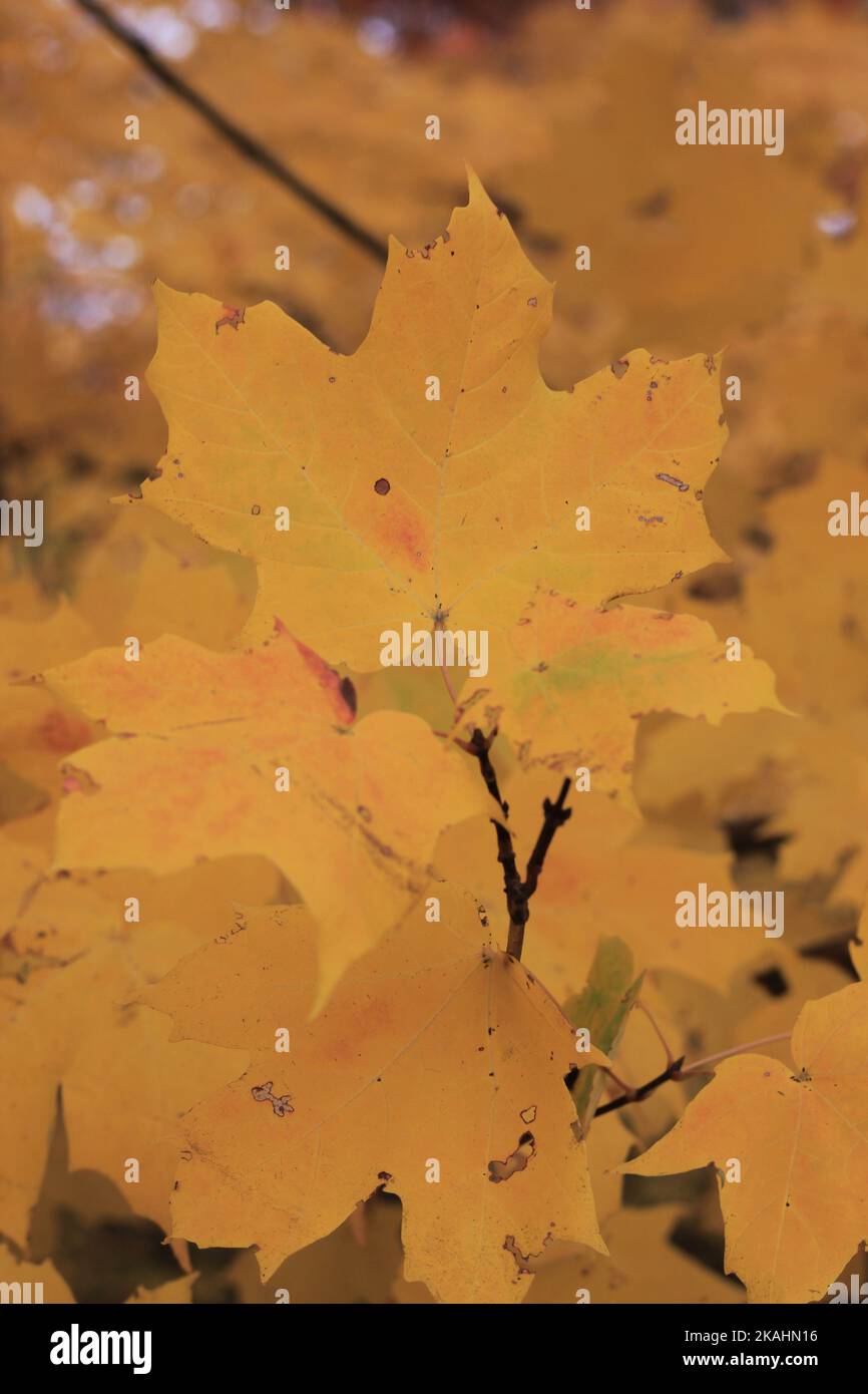 Traditional typical maple tree leaves bursting with the autumn colors ...