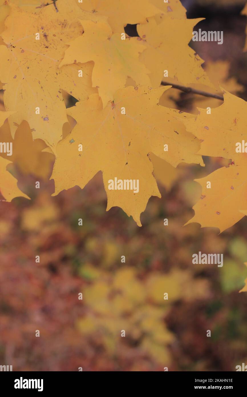 Traditional typical maple tree leaves bursting with the autumn colors ...