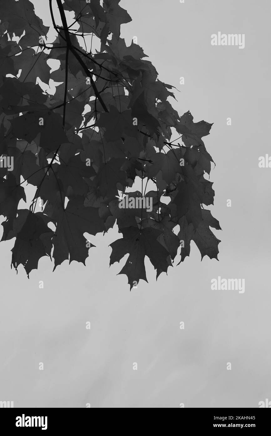 Traditional typical maple leaves growing on the tree branch in a black ...