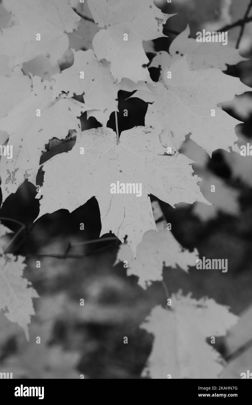 Traditional typical maple leaves growing on the tree branch in a black ...