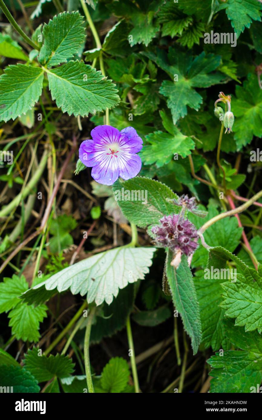 Parvati bagh hi-res stock photography and images - Alamy