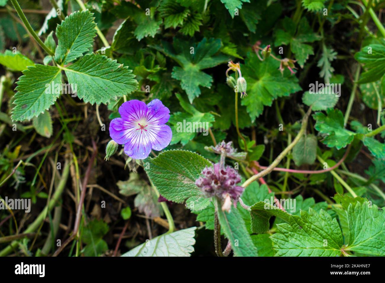 Himalayan crane's-bill (Geranium himalayense) Flowers blooming in the ...
