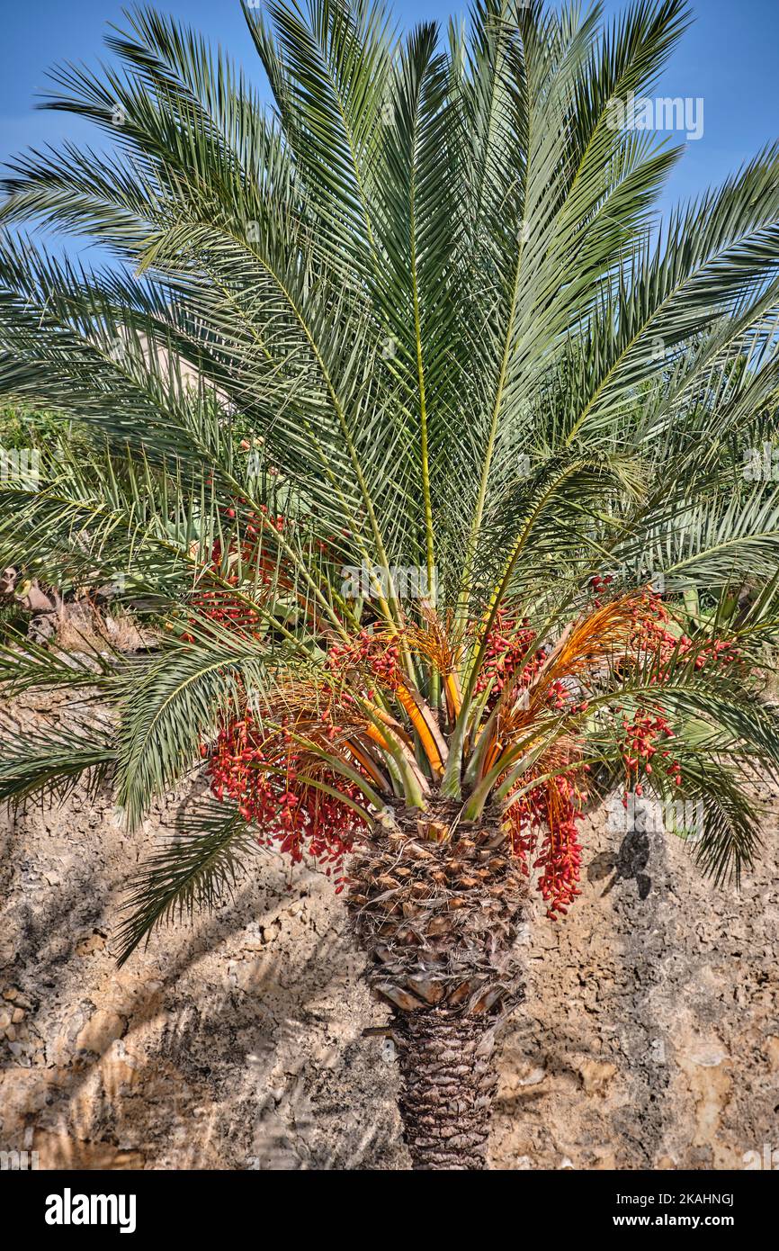 Date palm close of a fertile tree Stock Photo - Alamy