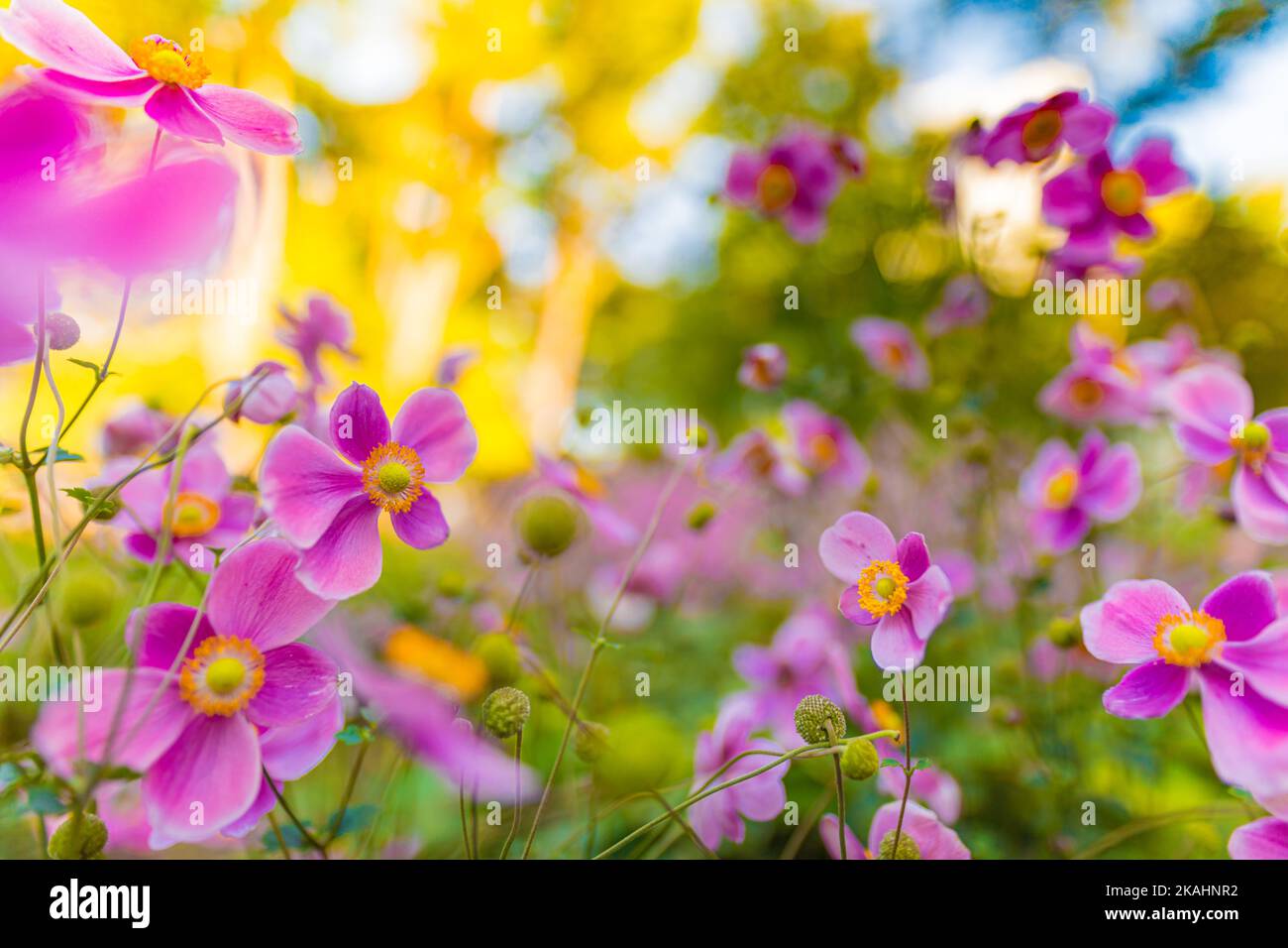 Artistic nature closeup, flower garden with sunset light, idyllic ...