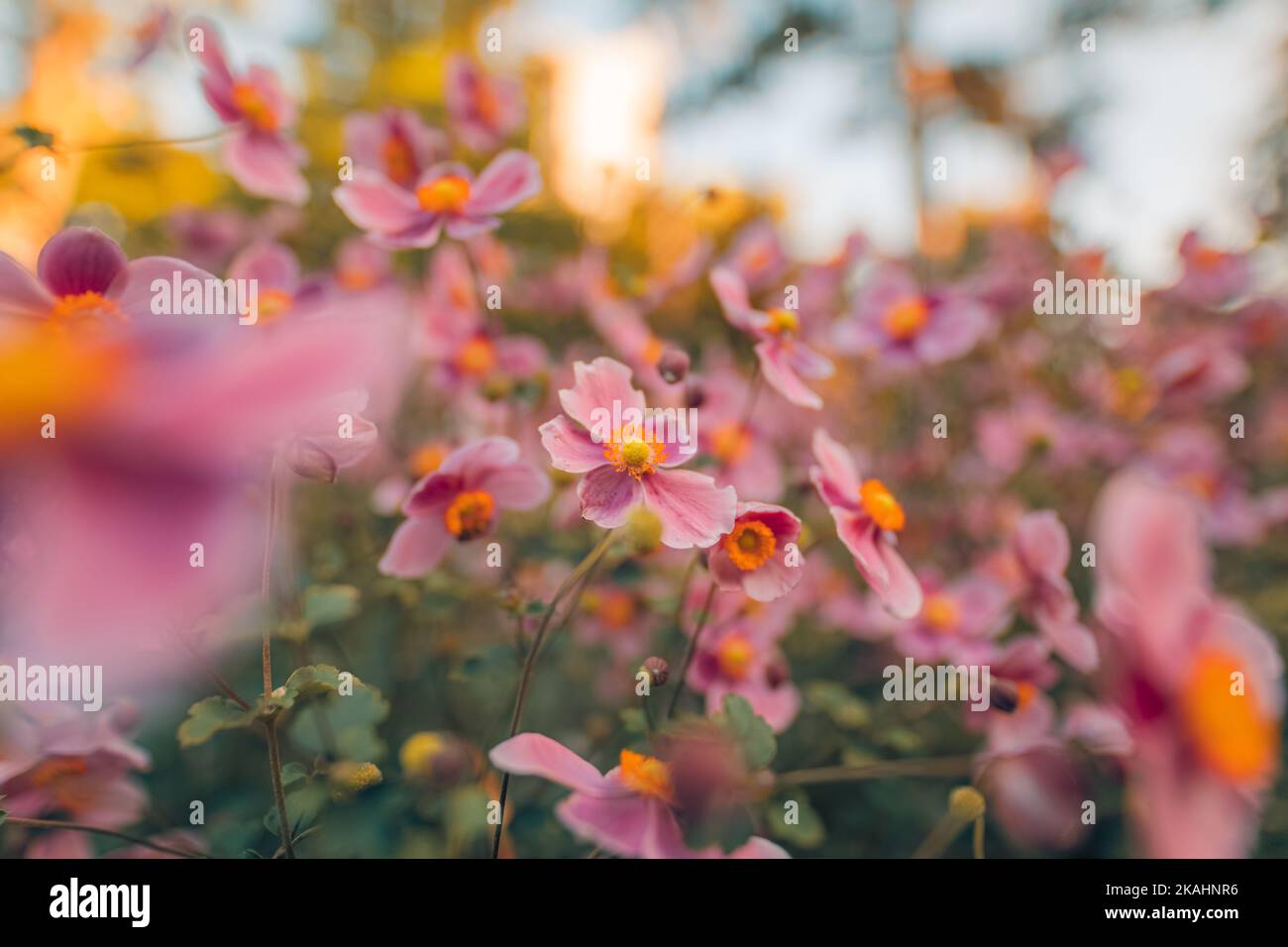 Artistic nature closeup, flower garden with sunset light, idyllic ...