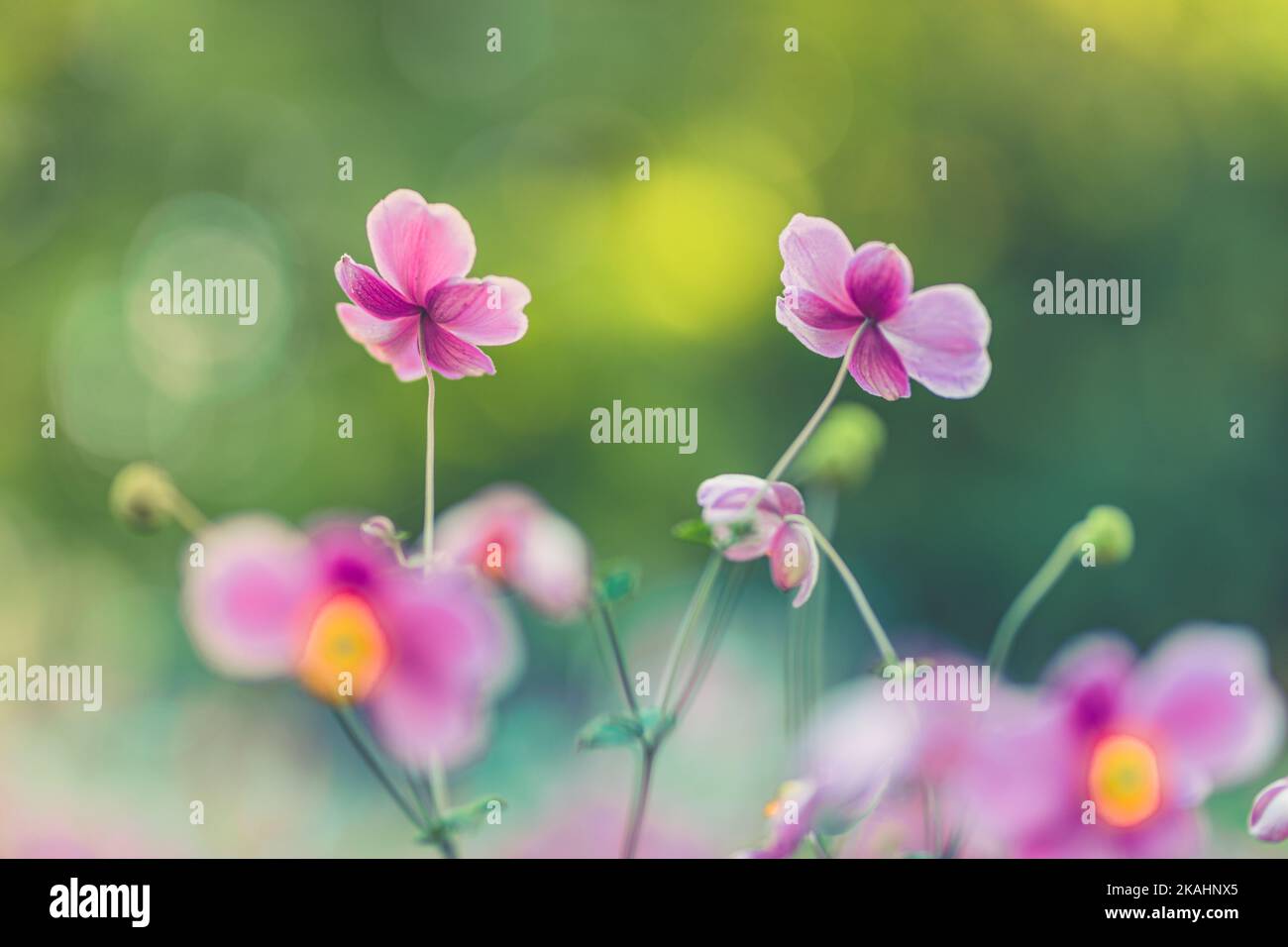 Love nature colors hi-res stock photography and images - Alamy