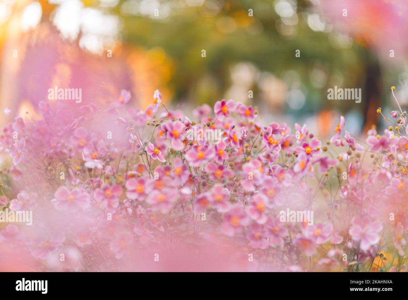 Artistic nature closeup, flower garden with sunset light, idyllic ...