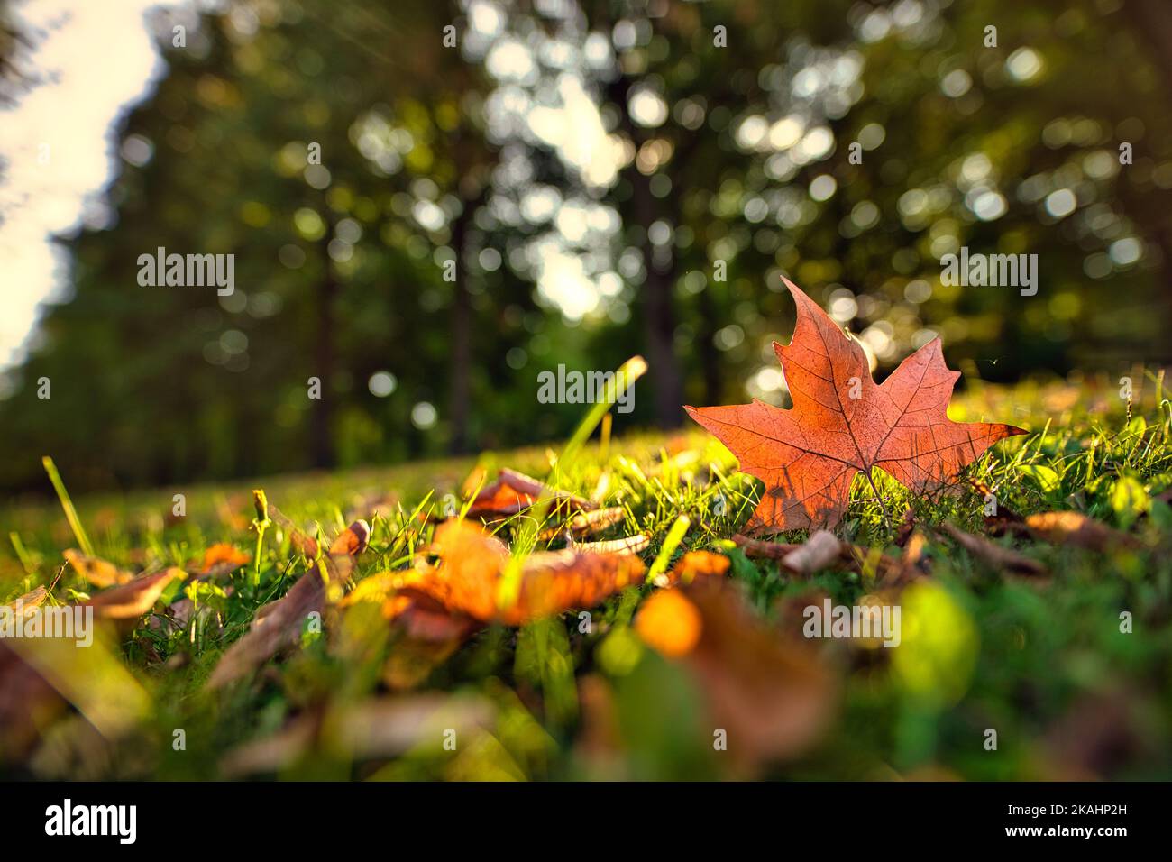 Autumn maple leaf on green grass, macro closeup. Perfect nature closeup ...