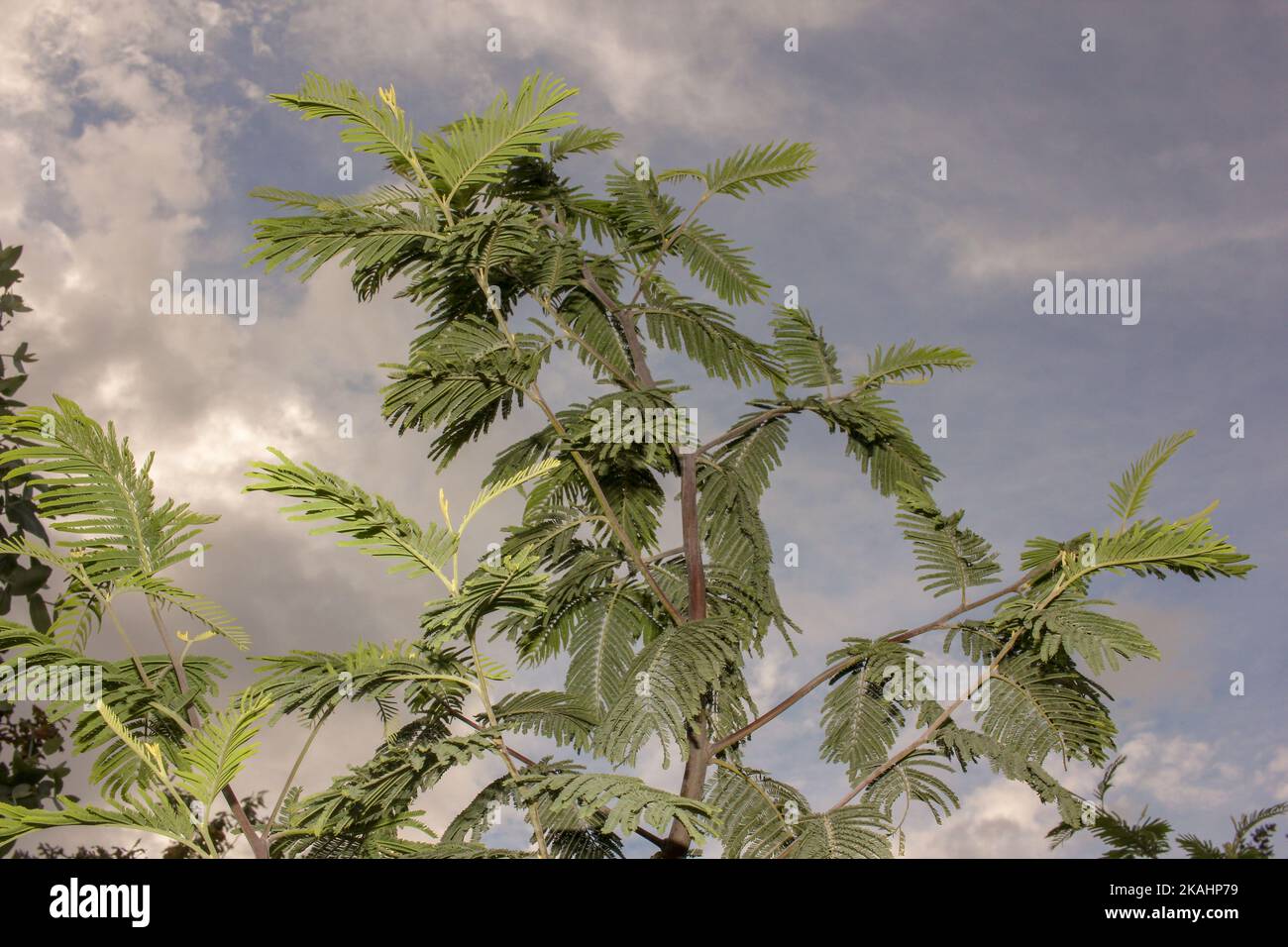 Wind in mountains moving wild hi-res stock photography and images - Alamy