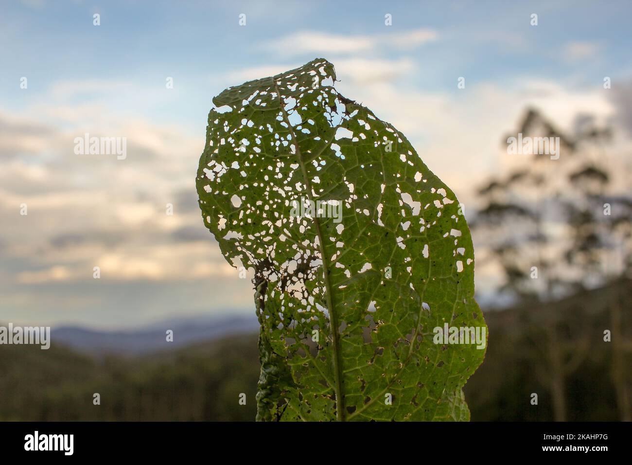 Tree eaten by insects hi-res stock photography and images - Alamy