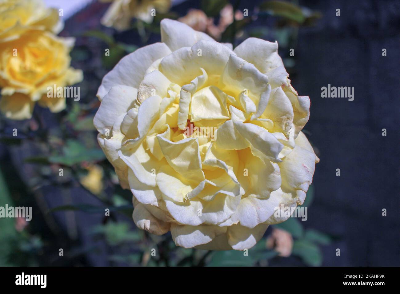 old rose with a nice fragance Stock Photo - Alamy