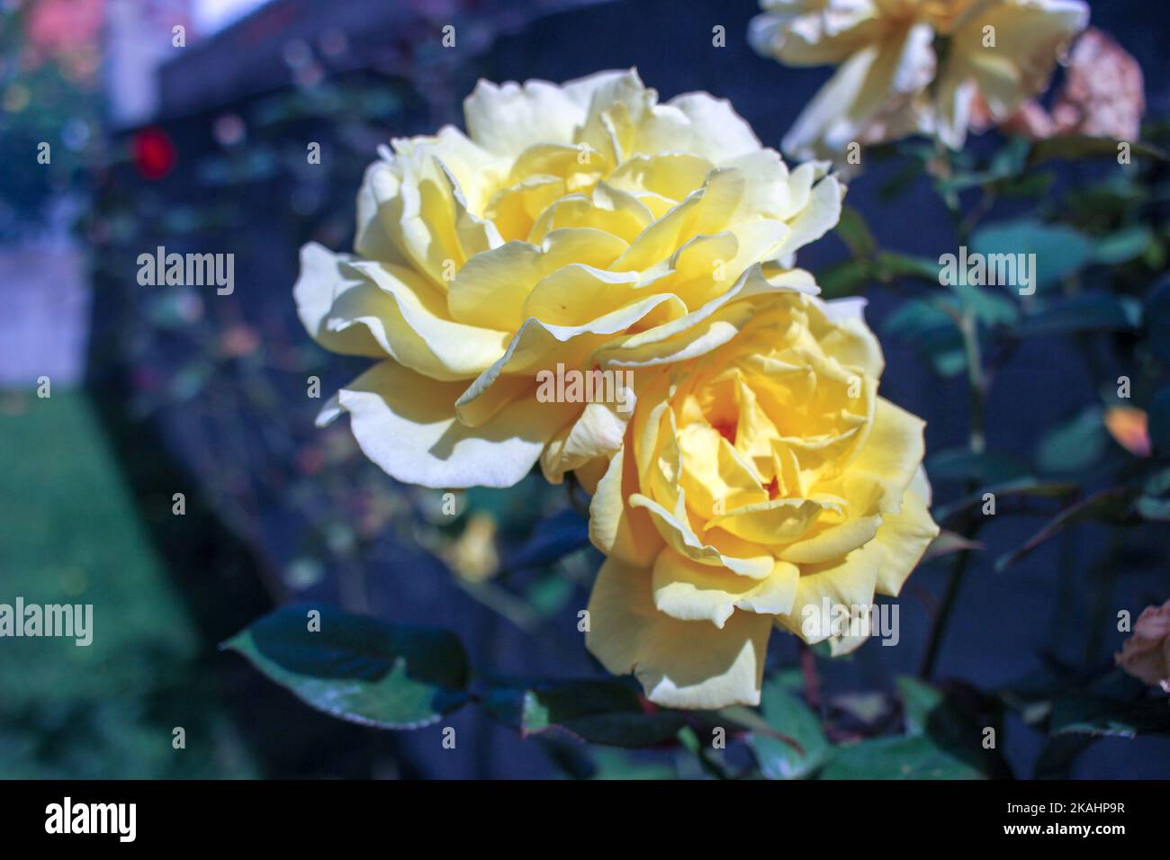 Summer yellow roses hi-res stock photography and images - Alamy